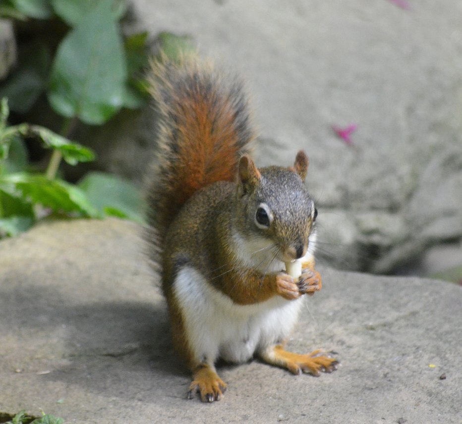 squirrel through the viewing window by mypeanutgallery dd8d6zt - 2i.cz